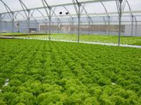 China Vegetable Commercial Hydroponic Greenhouse / NFT Greenhouse Less Pests Diseases for sale