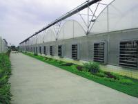 China Large Size Commercial Hydroponic Greenhouse With Thickness 0.12-0.2mm Film Covered for sale