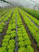 China High Elasticity Polyethylene Film Greenhouse For Vegetables And Plants for sale