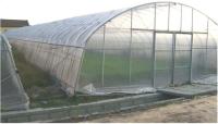 China Beautiful Polyethylene Film Greenhouse Good Pressure Resistance For Lettuce Planting for sale