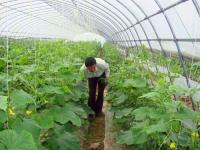 China Cucumber Plant Single Tunnel Greenhouse Cover Material Plastic Film 0.12 / 0.15 / 0.20mm for sale