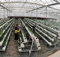China Wind Load 120KM/H PC Sheet Greenhouse With A Type Strawberry Hydroponic Rack for sale
