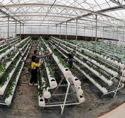 China Wind Load 120KM/H PC Sheet Greenhouse With A Type Strawberry Hydroponic Rack for sale