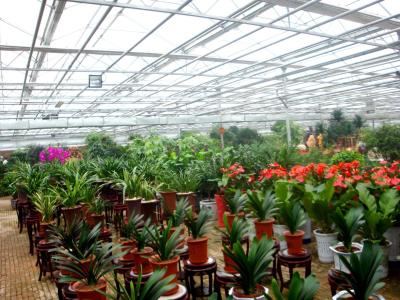 China Flower Exhibition Multi Span Greenhouse , High Output Polycarbonate Sheet Greenhouse for sale