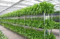 China High Output Hydroponic Lettuce Greenhouse Wind Load 100KM/H With Multi Layer Rack for sale