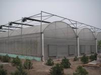 China Easy Install Plastic Film Greenhouse , Dome Shaped Greenhouse Span Width 6 / 8 / 10m for sale