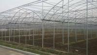 China Easy Install Plastic Film Greenhouse , Dome Shaped Greenhouse Span Width 6 / 8 / 10m for sale