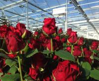China High Output PC Sheet Greenhouse Nine Systems Combined For Flower Growing for sale