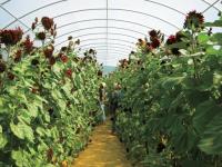 China Galvanized Steel  Hoop Style Greenhouse , Vegetable Pe Film Greenhouse Side Height 1 / 2m for sale
