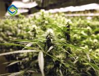China Length 20-100m Light Deprivation Greenhouse Width 6m-10m With Blackout System for sale
