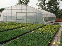 China Small Size Single Span Greenhouse , Easy Operate Polyethylene Foil Greenhouse for sale