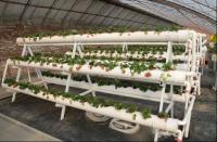 China Durable Large Size Commercial Hydroponic Greenhouse With Soilless Cultivation for sale