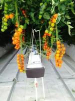 China PE Plastic Film Hydroponic Multi Span Greenhouse For Vegetable Growing for sale