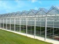 China Complete Glass Greenhouse Agriculture Turnkey Project With Tomato Hydroponics System for sale