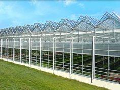 China Complete Glass Greenhouse Agriculture Turnkey Project With Tomato Hydroponics System for sale