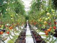 China Expertise Hydroponics Aeroponics & Aquaponics System Consultancy Mentoring Facilities for sale