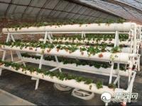China Hydroponic Greenhouse Spare Parts Growing Ebb And Flood Bench On Wheel for sale