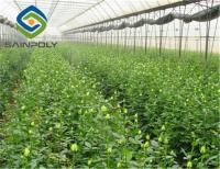 China Commercial Plastic Film 4m Multi Span Greenhouse For Vegetables for sale