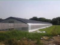 China Single Span Plastic Film Agricultural Greenhouses For Madical Plants for sale