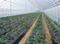China Single Span Plastic Film Agricultural Greenhouses For Madical Plants for sale