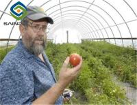 China Fruits 100m Single Span Plastic Tunnel Greenhouse for sale