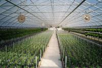 China 150 Micro PE Film 4m Single Tunnel Greenhouse For Flowers for sale