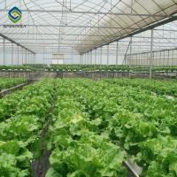 China Elliptical Pepper 8.0m Plastic Polyethylene Film Greenhouse for sale