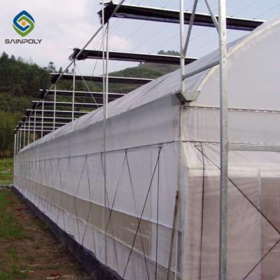 China Agriculture Planting Large Plastic Film Multi Span Greenhouse 5.3m for sale