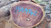 China Rot Resistance Purple Heart Logs 905 Kg / M3 3 - 5 Ft Trunk Diameter for sale