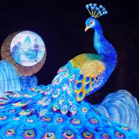 China Custom LED Peacock Festival Lantern for Outdoor Zoo Decoration - 110V/220V Power with Adjustable Size for sale