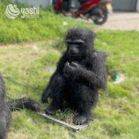 China Large Realistic Animal Sculpture 2-10 Meters with Animated Movements and Sound Effects for Amusement Parks for sale