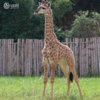 China 2.5m Life Size Giraffe Sculpture with Dynamic Movements and 220V Power for Park Decoration for sale