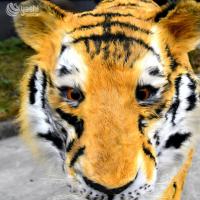 China Lifelike Tiger Model 2-10 Meters with Moving Sound Effects for Amusement Parks and Zoos for sale