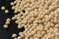 China Bookbinding EVA Hot Melt Adhesive Ethylene Vinyl Acetate Granules for sale