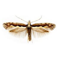 China Mating Disruption Products Designed To Control Plutella xylostella for sale