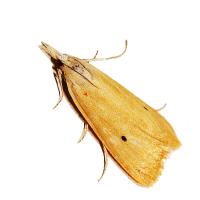 China Pheromone Lure for Scirpophaga incertulas for sale