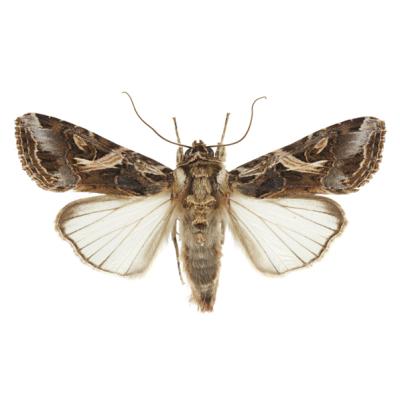 China Pheromone Lure for Spodoptera litura for sale