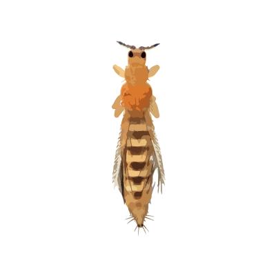 China Pheromone Lure for Thysanoptera spp for sale