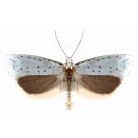 China Pheromone Lure for Yponomeuta padella for sale