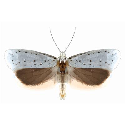China Pheromone Lure for Yponomeuta padella for sale