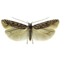 China Pheromone Lure for Tuta absoluta for sale