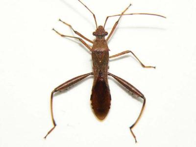 China Pheromone Lure for Riptortus clavatus for sale
