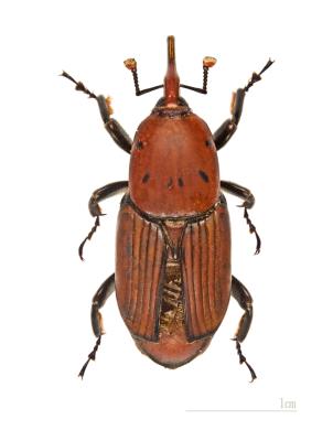 China Pheromone Lure for Rhynchophorus ferrugineus for sale