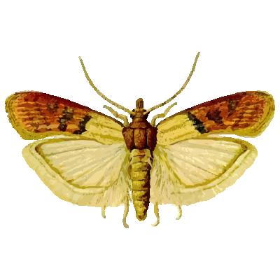 China Pheromone Lure for Plodia interpunctella for sale