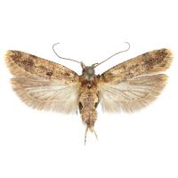 China Pheromone Lure for Pectinophora gossypiella for sale