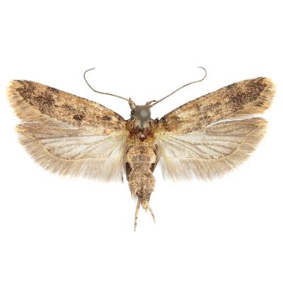 China Pheromone Lure for Pectinophora gossypiella for sale