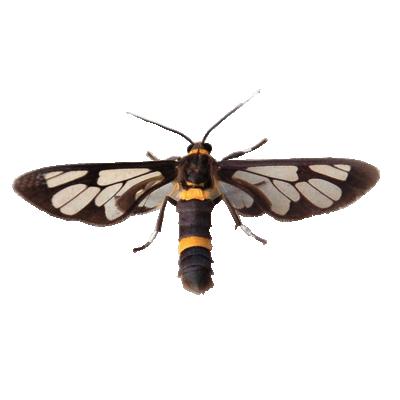 China Pheromone Lure for Paranthrene regalis for sale