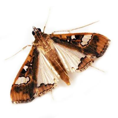 China Pheromone Lure for Maruca vitrata for sale