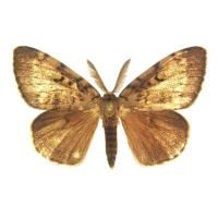 China Pheromone Lure for Lymantria dispar for sale