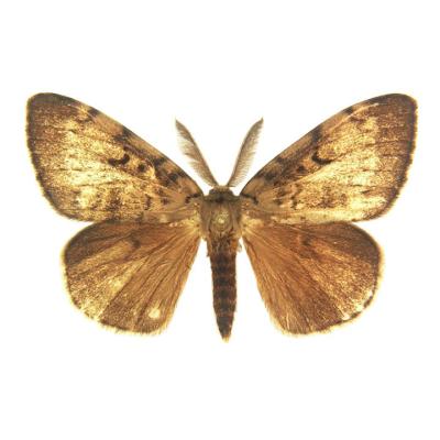 China Pheromone Lure for Lymantria dispar for sale
